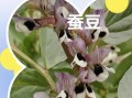 蚕豆长什么样_蚕豆外形特征图解