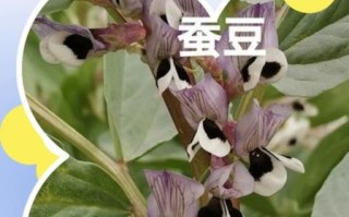 蚕豆长什么样_蚕豆外形特征图解