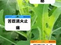 苦苣菜的功效与作用_苦苣菜怎么吃最养肝
