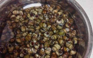 田螺用盐水泡多久会死_盐水浓度多少合适