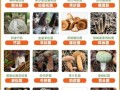 常见蘑菇种类有哪些_如何挑选新鲜蘑菇