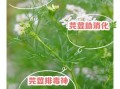 芫荽子功效与作用_芫荽子怎么吃最好