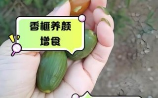 香榧子对血管有什么好处_怎么吃才能护血管