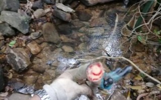 大血藤的功效与作用有哪些_大血藤图片长什么样