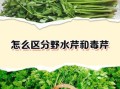 有毒的野芹菜长什么样_如何区分毒芹与水芹