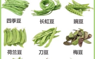 100种豆类图片大全_常见豆类有哪些