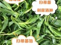 扫帚菜的功效与作用_扫帚菜怎么吃最养生