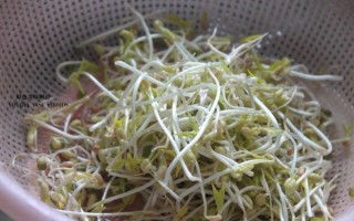 泡绿豆的观察日记七天_绿豆发芽全过程