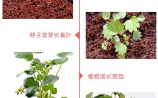 牛奶草莓和普通草莓区别_牛奶草莓种植方法