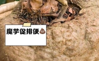 魔芋花的功效与作用_魔芋花怎么吃