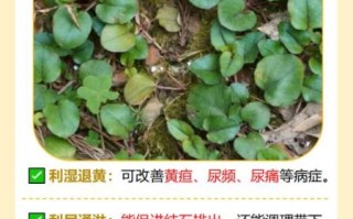 金钱草的功效与作用_金钱草能治结石吗