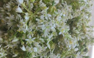 韭菜花怎么腌制_韭菜花的正宗做法