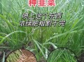 韭菜怎么种才能长得粗_韭菜种植管理技术