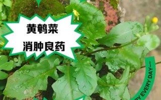 黄鹌菜的功效与作用_黄鹌菜怎么吃最好