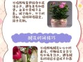 玫瑰怎么养_玫瑰多久浇一次水