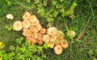 野生草蘑菇图片_如何辨别有毒