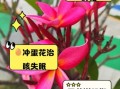 鸡蛋花有什么功效_鸡蛋花泡水喝的禁忌
