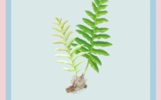 骨碎补的神奇功效有哪些_骨碎补能治什么病