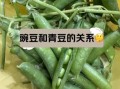 青豆和豌豆的区别_青豆是不是豌豆