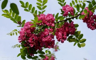 红色洋槐花有毒吗_能吃吗