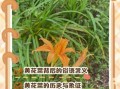 黄花菜都凉了典故出处_为什么用黄花菜比喻迟到