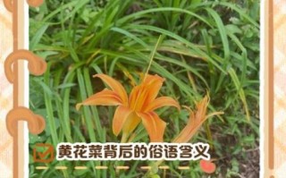 黄花菜都凉了典故出处_为什么用黄花菜比喻迟到