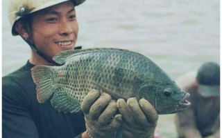 非洲鲫鱼刺多吗_非洲鲫鱼适合孩子吃吗