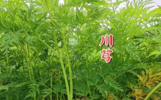 川芎图片_川芎长什么样