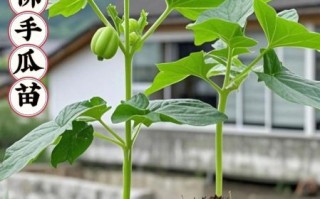 佛手瓜苗怎么种_佛手瓜苗种植技术视频