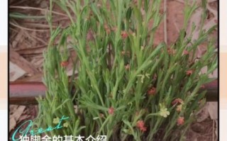 独脚金长什么样_独脚金图片怎么辨别真假