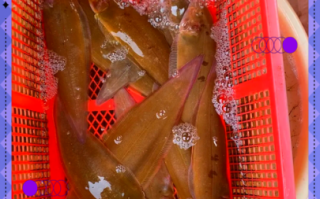 巴沙鱼片和龙利鱼片哪个好吃_口感区别与选购技巧