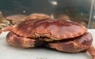 面包蟹清蒸好吃吗_清蒸面包蟹怎么做才好吃