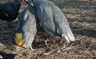 珍珠鸡怎么分公母_珍珠鸡公母鉴别方法