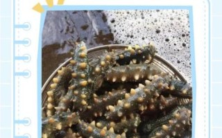 鲜海参怎么处理才能吃_鲜海参去内脏步骤