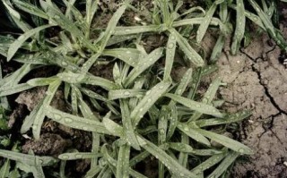 野生面条菜开花图片_怎么识别