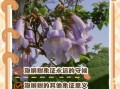 梧桐树寓意是什么_梧桐树象征爱情吗