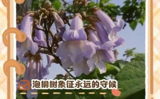 梧桐树寓意是什么_梧桐树象征爱情吗