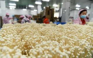 金针菇怎么种植_金针菇种植方法视频