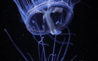 桃花水母有毒吗_桃花水母毒性有多强