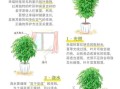 幸福树怎么养_幸福树养殖注意事项