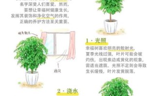幸福树怎么养_幸福树养殖注意事项