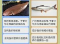 龙利鱼柳是什么鱼_龙利鱼柳和巴沙鱼区别
