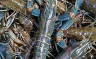 澳洲大龙虾养殖基地在哪里_养殖技术有哪些