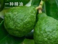 佛手柑什么味道_佛手柑精油味道像什么
