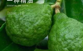 佛手柑什么味道_佛手柑精油味道像什么