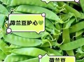 荷兰豆和豌豆一样吗_区别与营养价值