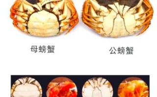 公蟹母蟹哪个好吃_大闸蟹公母区别