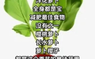水萝卜图片_如何挑选新鲜水萝卜