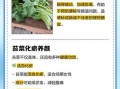 菜苔的功效与作用_菜苔的营养价值有哪些