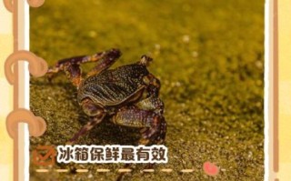 螃蟹怎么保存才新鲜_螃蟹能保存多久